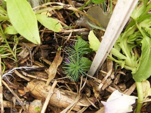 How to Plant a Cedar in a Garden Plot? - Flower Shop