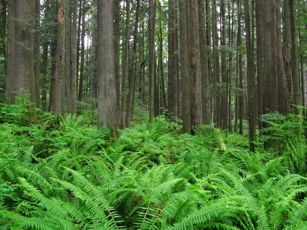 How to Plant a Cedar in a Garden Plot? - Flower Shop