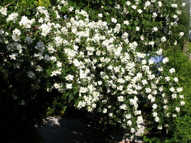 Jasmine: Planting, Care And Reproduction At Home - Flower Shop