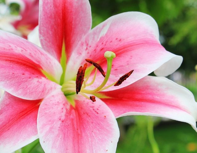 Lily - A Symbol Of Innocence And Purity - Flower Shop