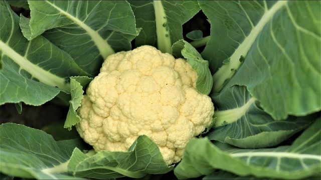 How to grow cauliflower from seeds: a 6-step guide - Flower Shop